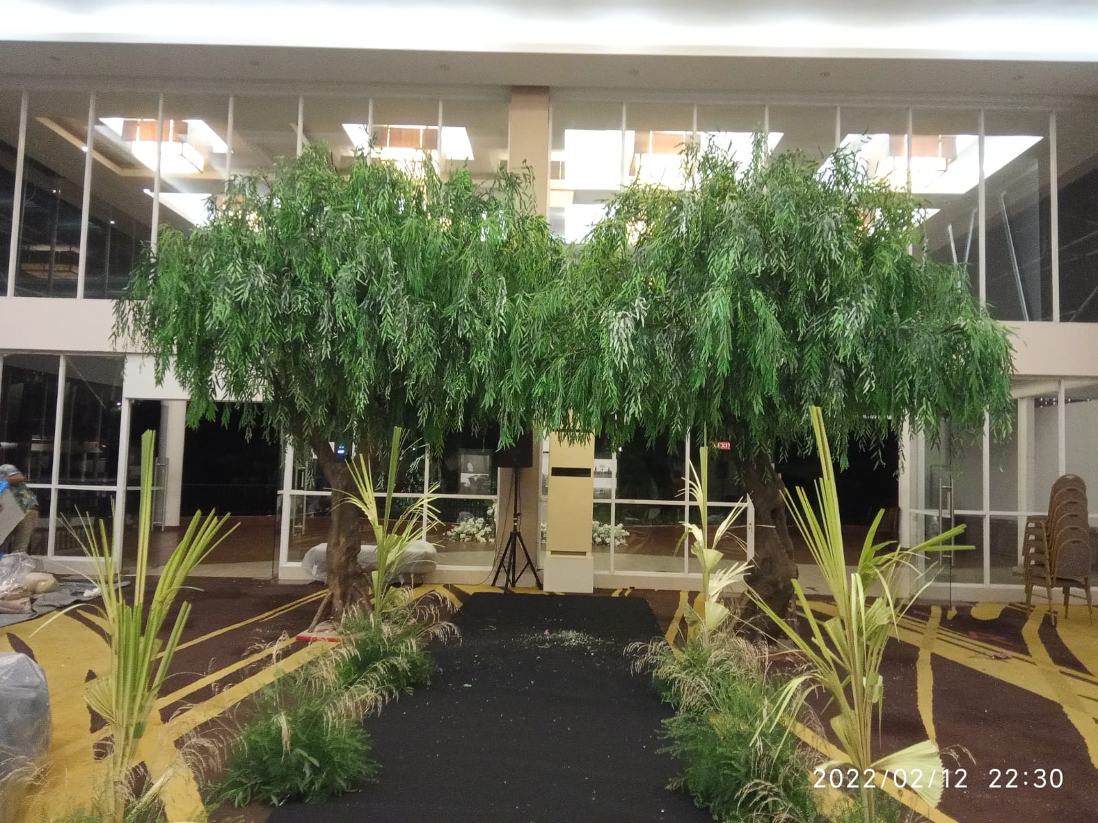 Pohon Liang Liu - Perumperindo.co.id